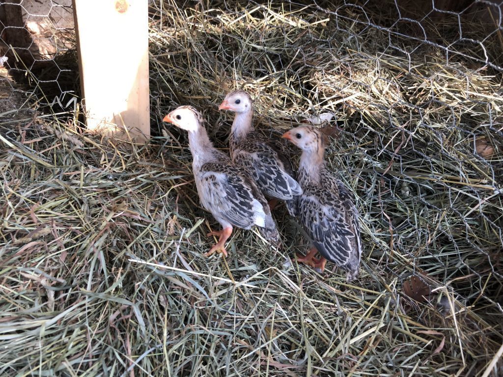 Keets – Ben's blog